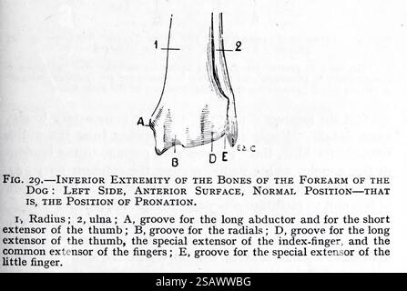 Myology of THE Dog: Left ANTERIOR LIMB, INTERNAL ASPECT from Artistic ...