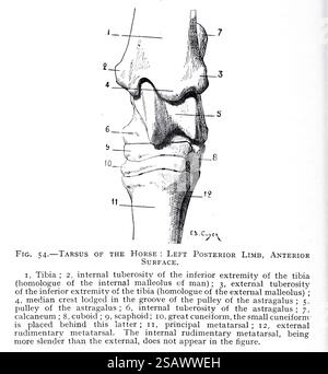 Myology OF THE Horse: LEFT ANTERIOR LIMB, External ASPECT from Artistic ...