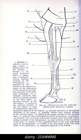 MYOLOGY OF THE OX LEFT LEG, EXTERNAL ASPECT from Artistic anatomy of ...