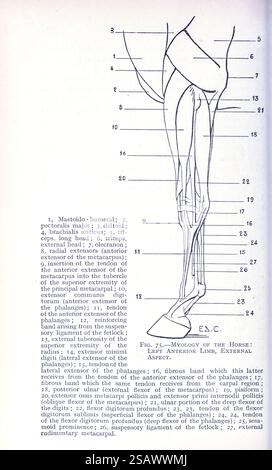 LEFT ANTERIOR LIMB OF THE HORSE: EXTERNAL ASPECT from Artistic anatomy ...