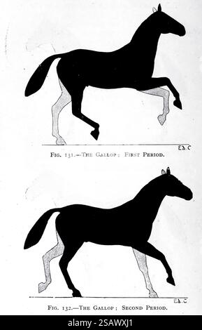 Phases of the Gallop from Artistic anatomy of animals by Édouard Cuyer ...