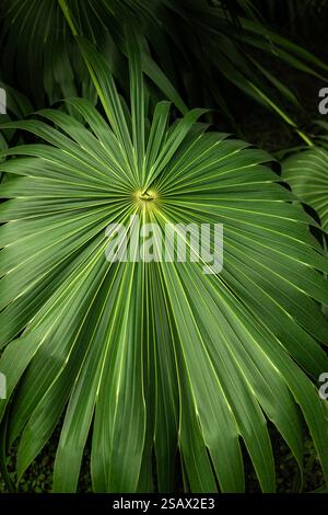 Horizontal background pattern of dense green pinnate compound leaves ...