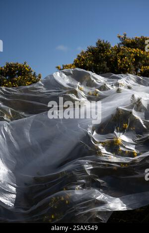 Plastic Sheet Draped Over Yellow Flowers Stock Photo - Alamy