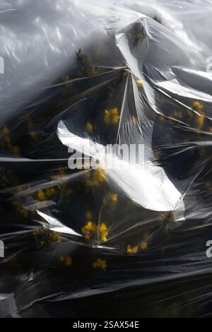 Plastic Sheet Draped Over Yellow Flowers Stock Photo - Alamy