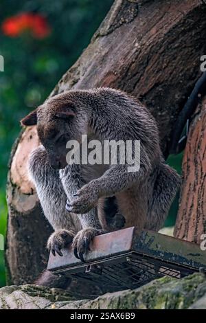 The Grizzled Tree-Kangaroo (Dendrolagus inustus) is a tree-dwelling ...