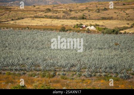 Agave fields, Oaxaca valley, Mexico Stock Photo - Alamy