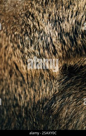 wild boar wool texture close up Stock Photo - Alamy