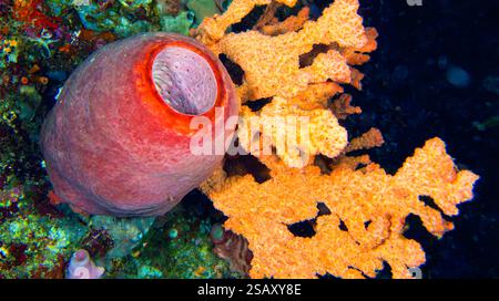 Tube Sponge, Reef Building Corals, Coral Reef, Bunaken National Marine ...