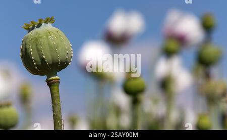 Detail of opium poppy heads, in latin papaver somniferum, immature ...