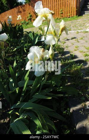 Home garden, flower bed. Iris. Perennial rhizomatous plant of the Iris ...