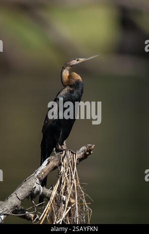 African darter in profile on muddy bank Stock Photo - Alamy