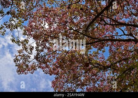 Monkey pot tree leaves (Lecythis pisonis) and blue sky Stock Photo - Alamy