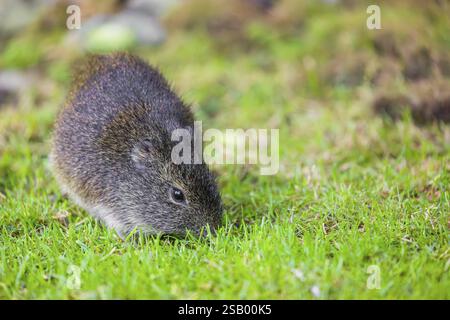 An adult Brazilian guinea pig (Cavia aperea) grazes on a green meadow ...
