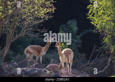Three vicunas (Lama vicugna) stand on rocky terrain under a tree in a ...