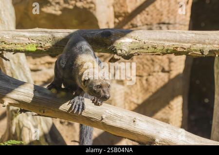 A Tayra (Eira barbara) runs on branches of a fallen tree Stock Photo ...