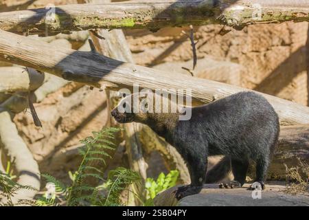 A Tayra (Eira barbara) stands on a fallen tree and eats something Stock ...