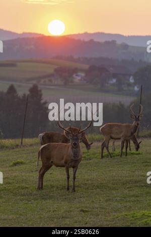 A herd of Altai maral, Altai wapiti or Altai elk (Cervus canadensis ...