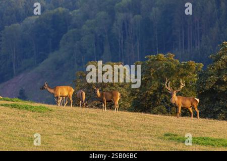 A herd of Altai maral, Altai wapiti or Altai elk (Cervus canadensis ...