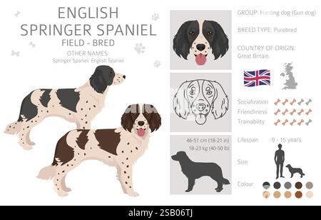 English springer spaniel field bred clipart. Different poses, coat ...