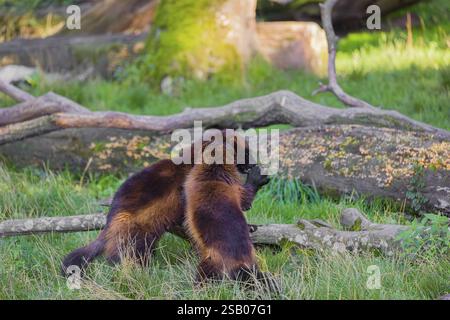 Two wolverine (Gulo gulo) fight each other on a green meadow at a ...