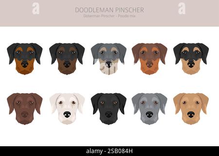Doodleman Pinscher clipart. Doberman Pinscher Poodle mix. Different ...