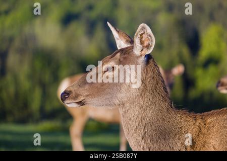 Portrait of a female Altai maral, Altai wapiti or Altai elk (Cervus ...