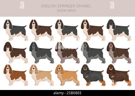 English springer spaniel show-bred seamless pattern. Different poses ...