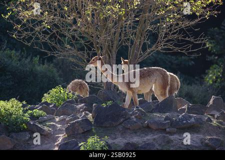 Three vicunas (Lama vicugna) stand on rocky terrain under a tree in a ...