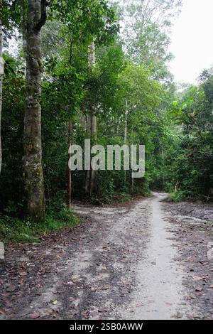 Walking path in the Kanagarian Rumbio Forbidden Forest, Kampar Regency ...