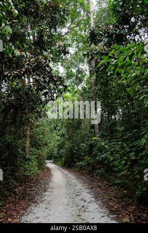 Walking path in the Kanagarian Rumbio Forbidden Forest, Kampar Regency ...