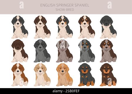 English springer spaniel show-bred clipart. Different poses, coat ...