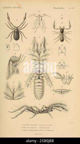 A detailed illustration of arachnids from 'The Animal Kingdom ...