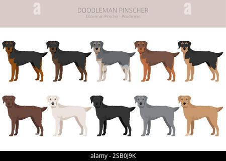 Doodleman Pinscher clipart. Doberman Pinscher Poodle mix. Different ...