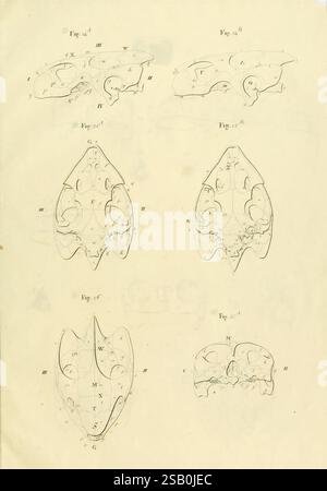 Anatome testudinis Europaeae, Vilnae, Impensis auctoris, Typis Josephi ...