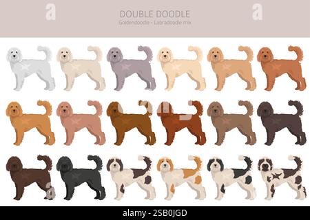Double Doodle clipart. Labradoodle - Goldendoodle mix. Different coat ...