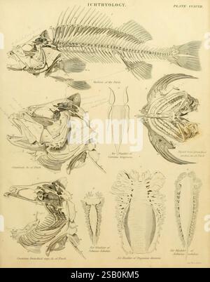 An, introduction, to, the, natural, history, of, fishes, Edinburgh ...