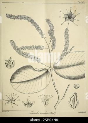 The flora sylvatica for southern India: Madras, 1869-1873, trees, India ...
