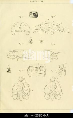 Anatome testudinis Europaeae, Vilnae, Impensis auctoris, Typis Josephi ...