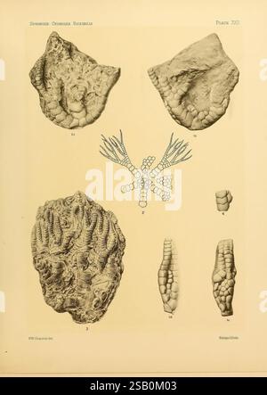 The Crinoidea Flexibilia Stock Photo - Alamy