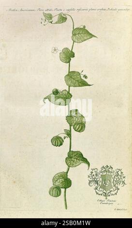 Joannis Martyn Historia plantarum rariorum, Londini, Ex Typographia ...