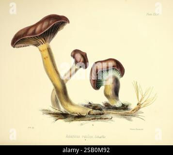 Illustrations of British mycology London Reeve Benham and Reeve 1847-55 ...