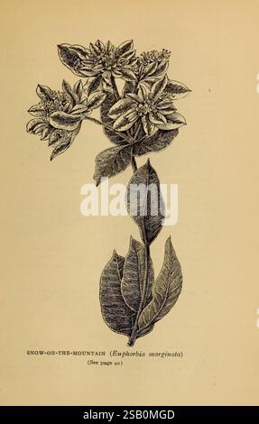 Harper's guide to wild flowers, New York, 1912, United States ...
