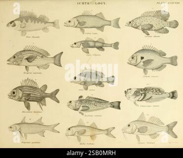 An introduction to the natural history of fishes Edinburgh Adam and ...