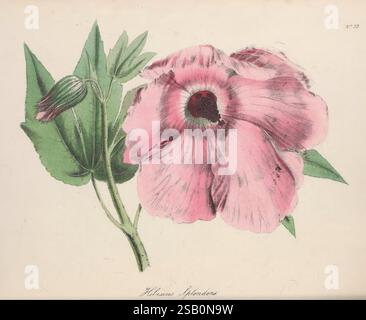 The floral cabinet and magazine of exotic botany . the upper side ...