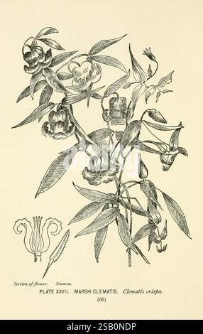 A guide to the wild flowers, New York, Stokes 1899, northeastern states ...