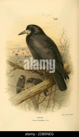 Coloured figures of the birds of the British Islands - issued by Lord ...