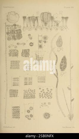 Grevillea London Williams and Norgate 1872-1894 cryptogamia cryptogams ...
