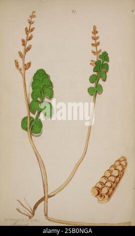 The ferns of Derbyshire, London, Wertheim, Macintosh, and Hunt, 1861 ...