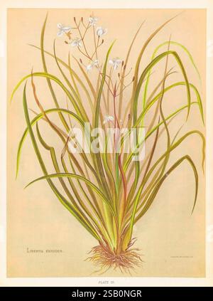 The native flowers of New Zealand. London, S. Low, Marston, Searle, and ...