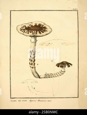 Figures, des, champignons, serving, supplement, planches, Bulliard ...